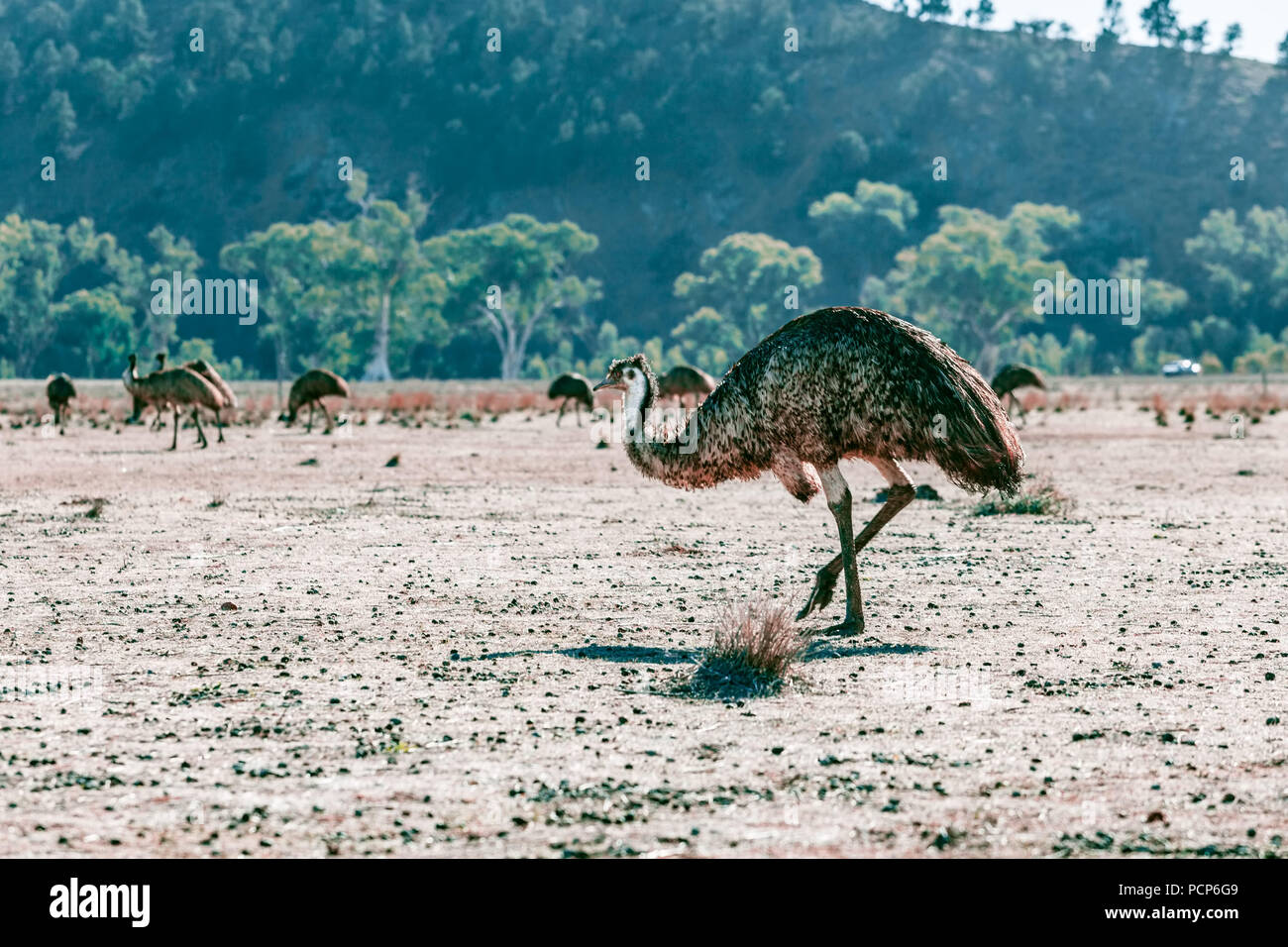 Emu ikara flinders ranges national park hi-res stock photography and ...