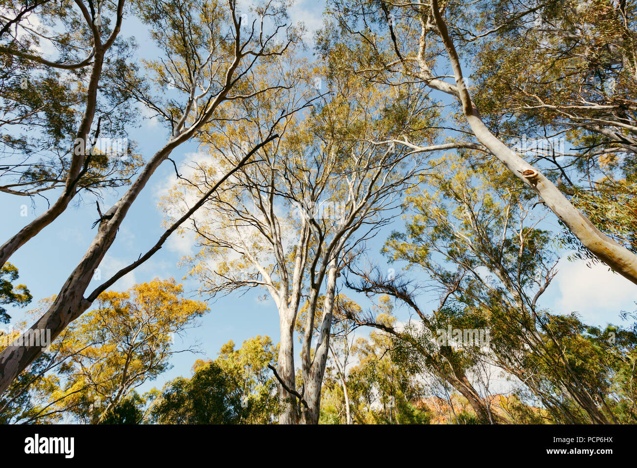 Australia forest gum trees hi-res stock photography and images - Alamy