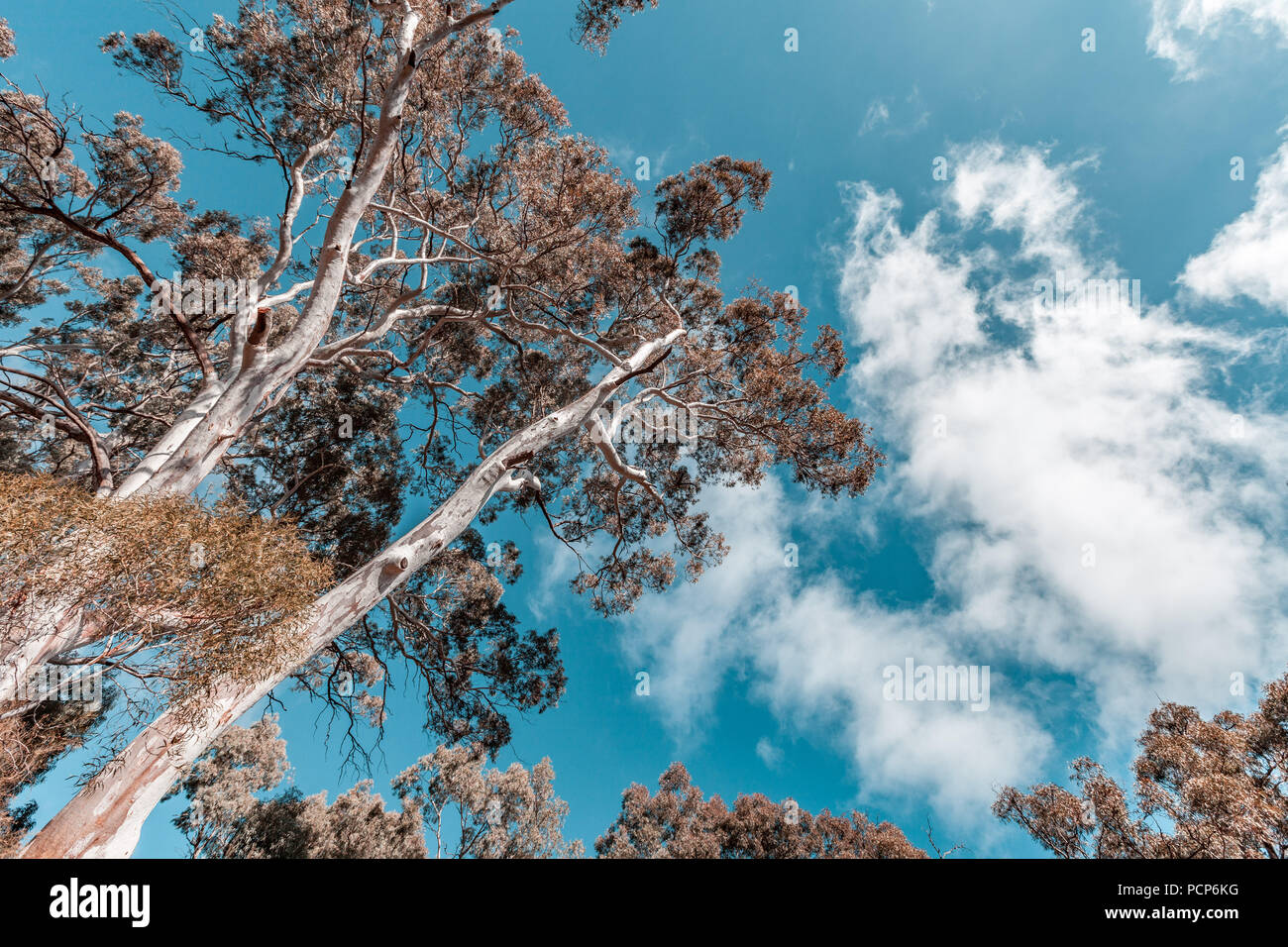 Red gum tree hi-res stock photography and images - Alamy
