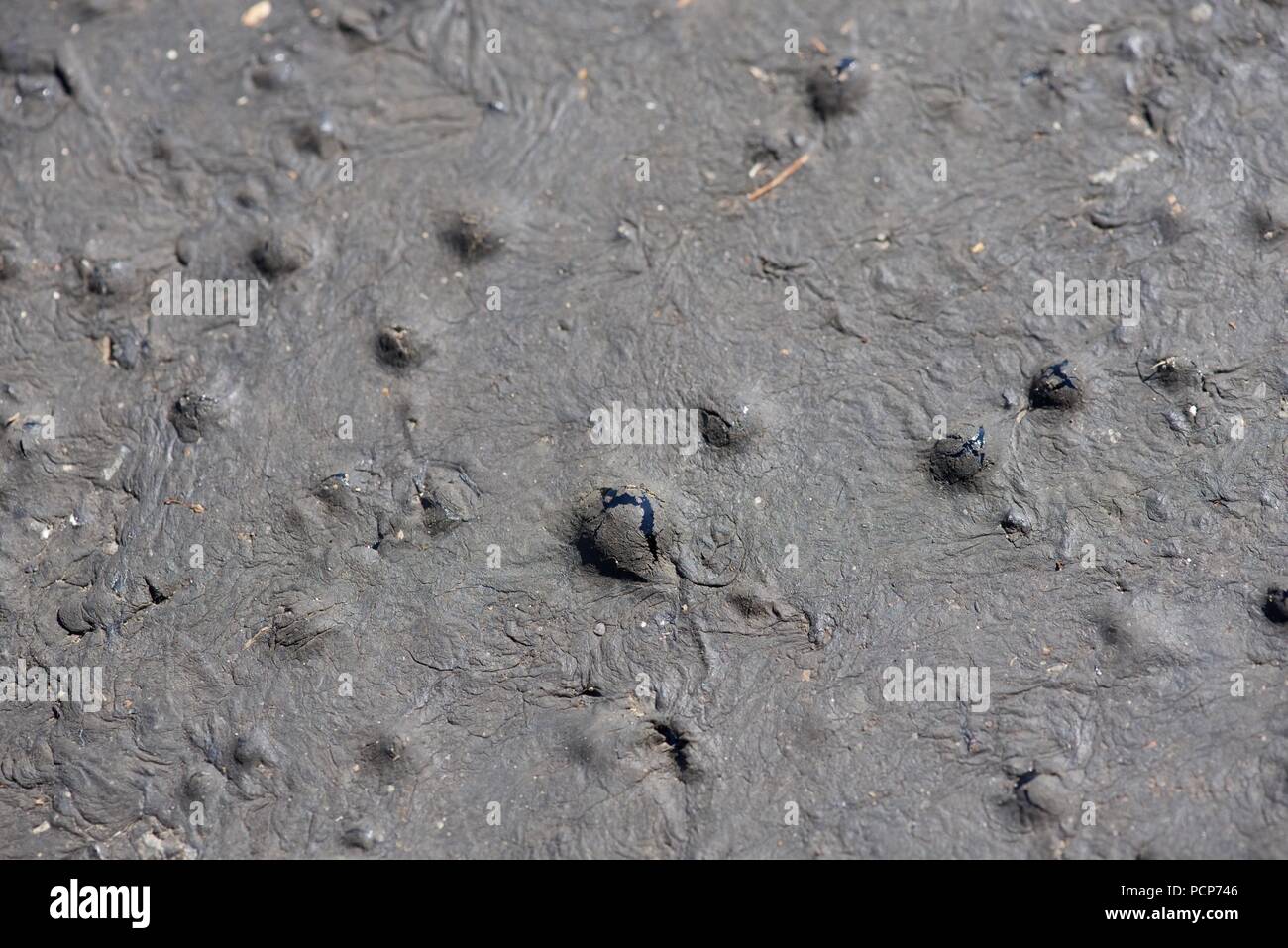 Heatwave: rising temperatures melt the tar macadam surface of the road ...