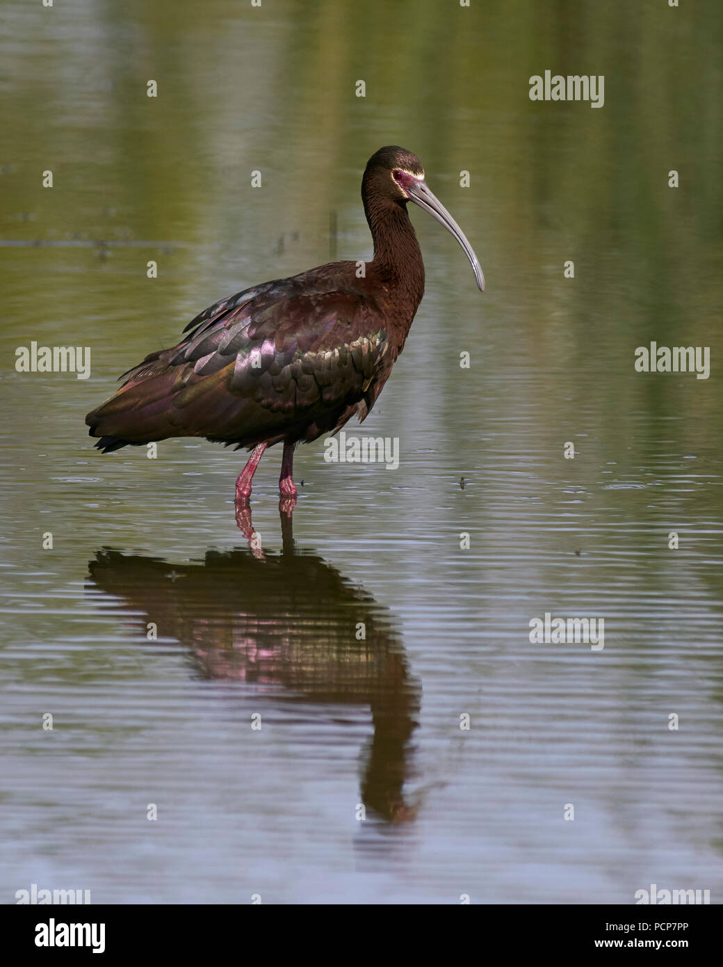 White faced ibis hi-res stock photography and images - Alamy