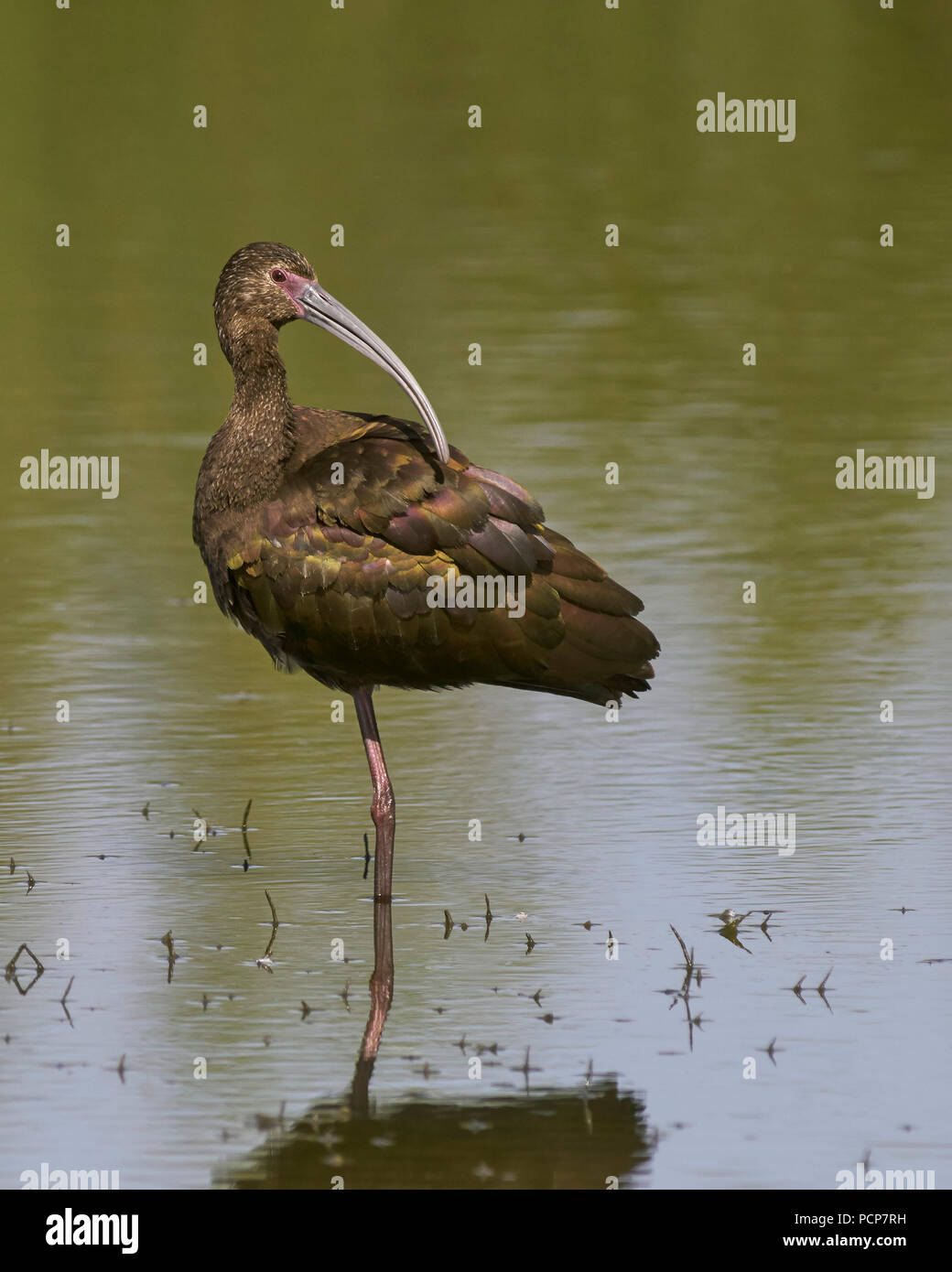White-faced Ibis (Plegadis chihi), Yolo County California Stock Photo ...