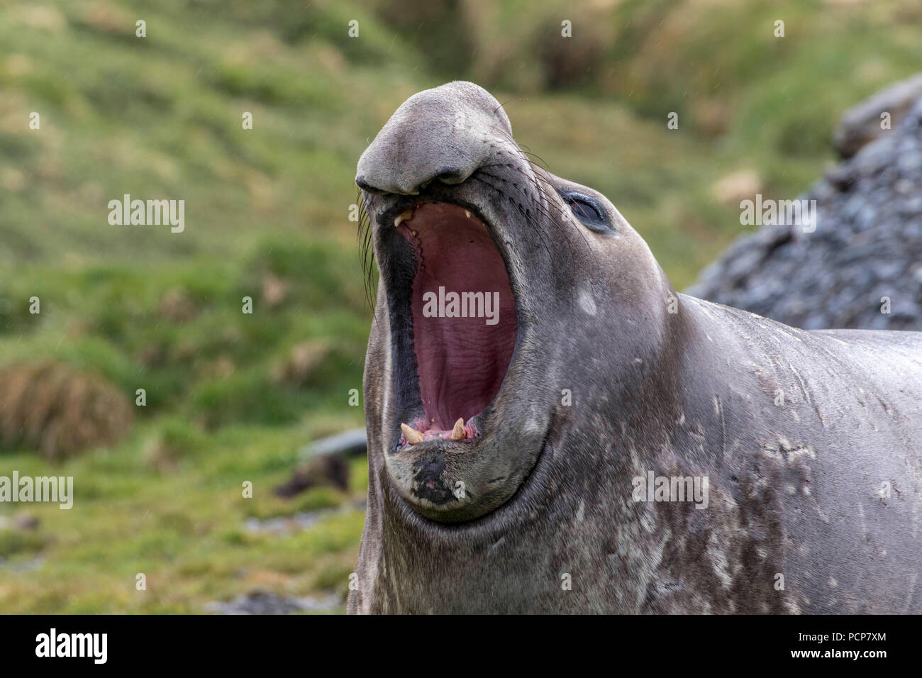 Elephant head antarctica hi-res stock photography and images - Alamy