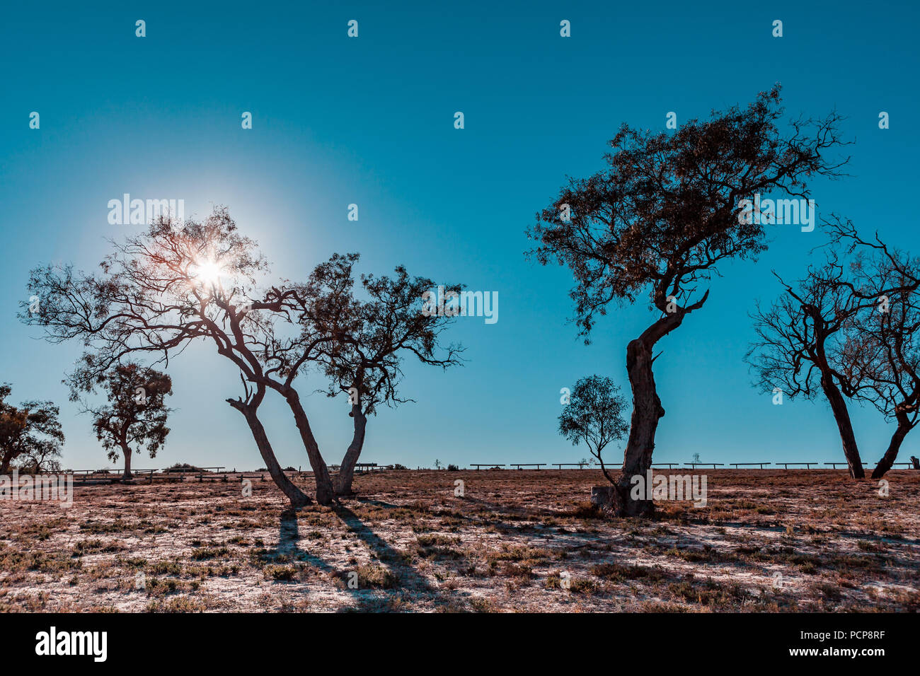 Sun shining through Beautiful native trees in South Australia Stock ...
