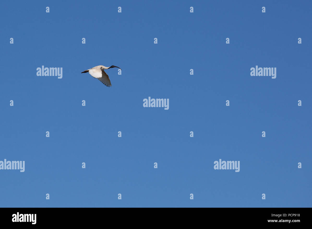 Australian Ibis in flight in the blue sky with copy space Stock Photo ...