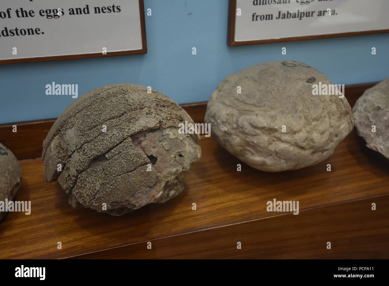Fossilized dinosaur eggs found from Gujarat, Geology Museum, ISI ...