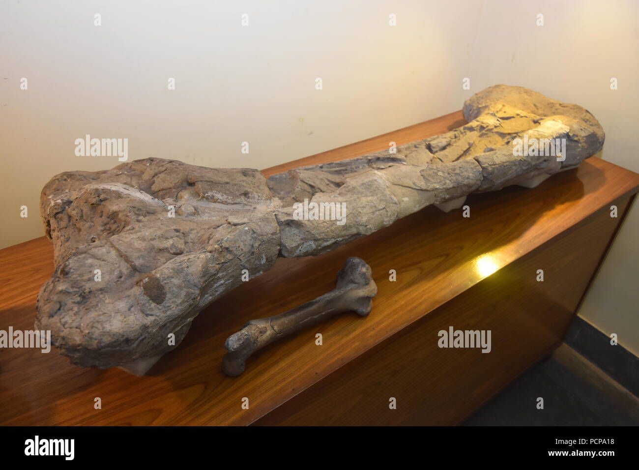 Barapasaurus Skeleton