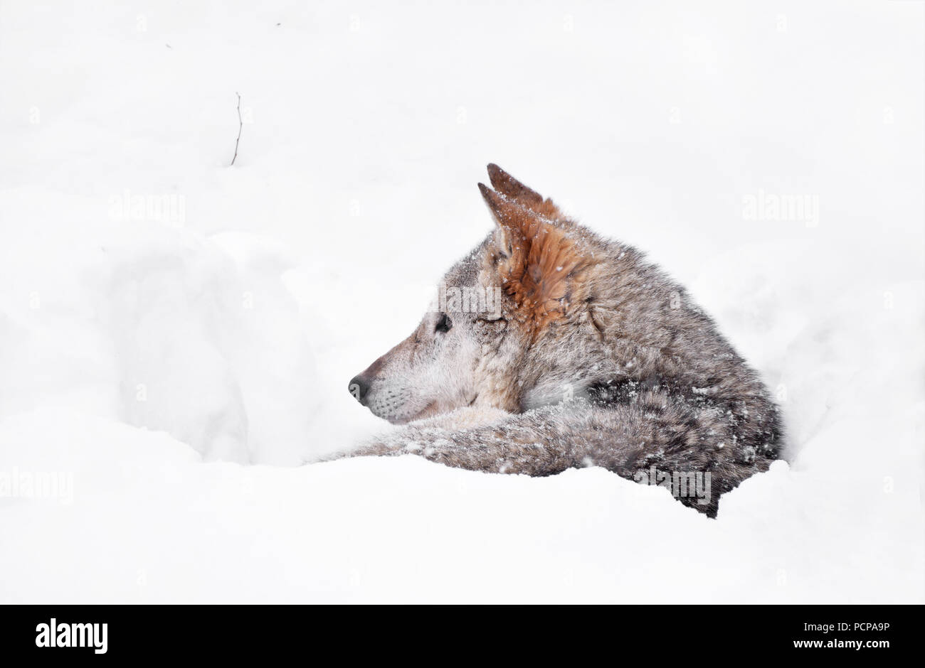 Wolf side profile hi-res stock photography and images - Alamy