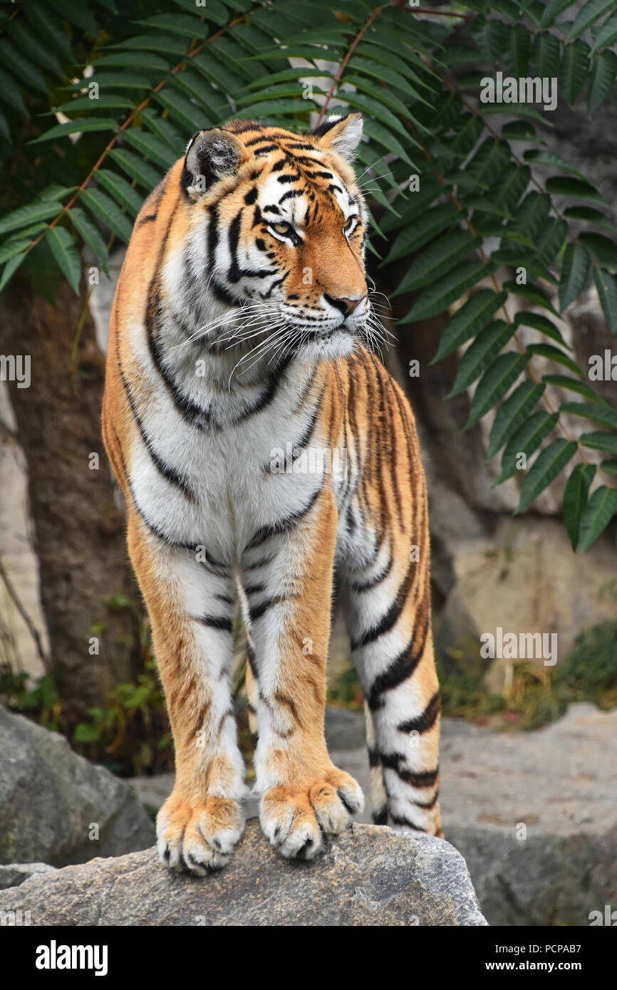 Low angle view siberian tiger hi-res stock photography and images - Alamy