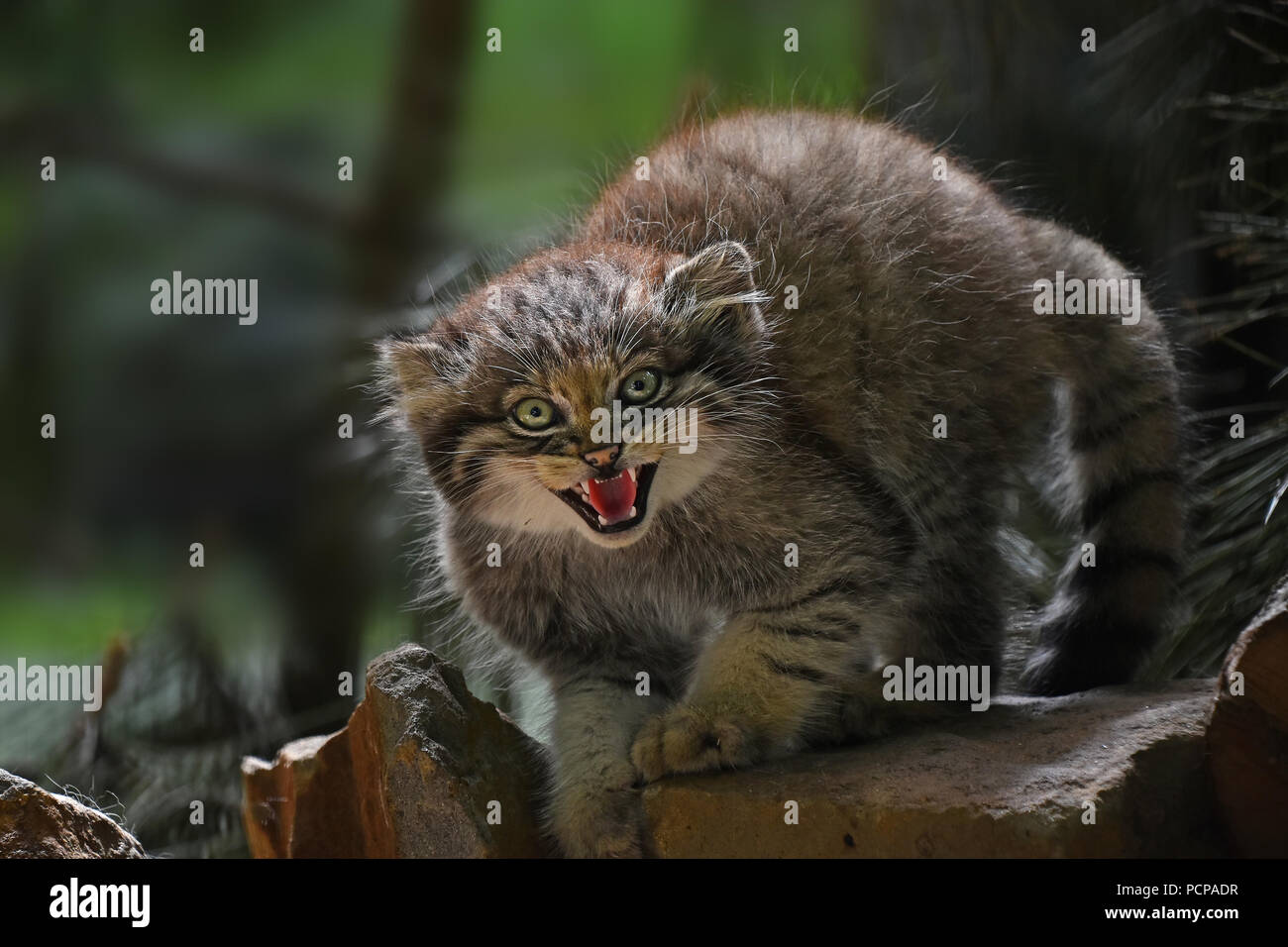 Pallas Cat Happy
