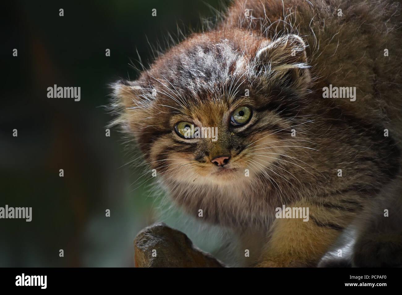 Close up portrait of one cute Manul kitten (The Pallas's cat or ...