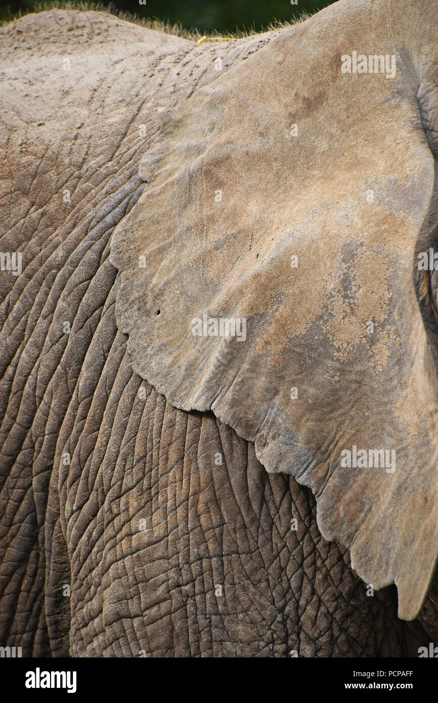 Side view african elephant hi-res stock photography and images - Alamy