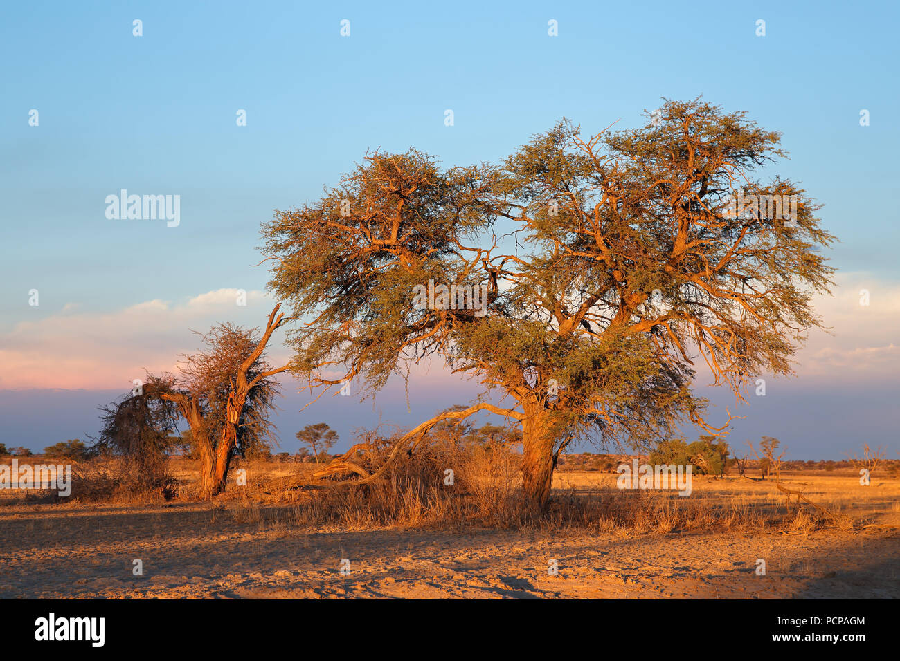 Kalahari Desert Sunset