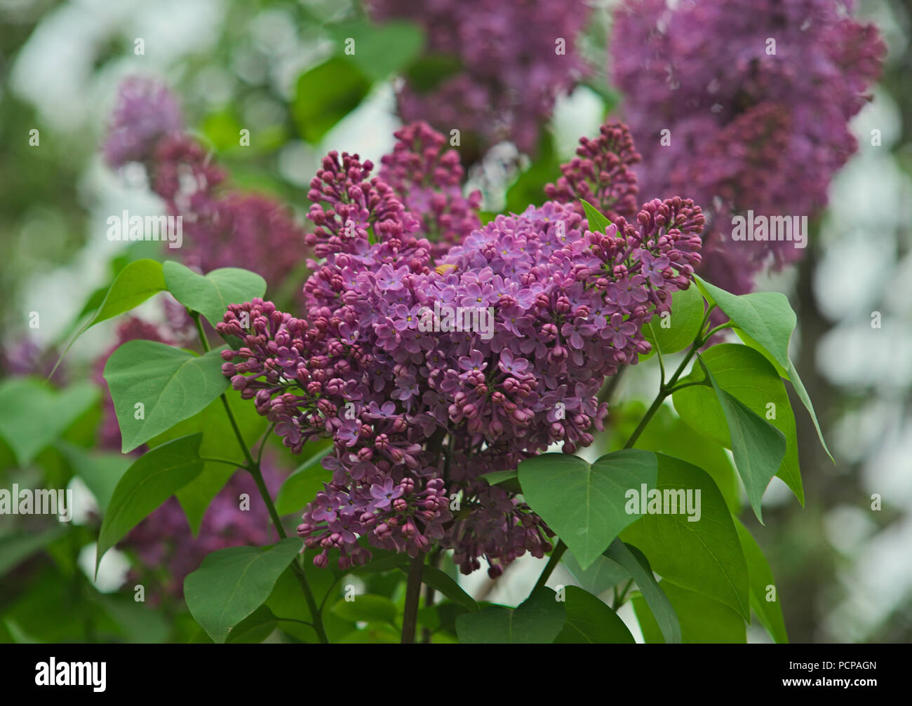 Lilac in spring during hi-res stock photography and images - Alamy