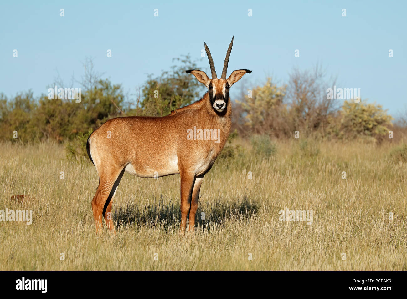 A rare roan antelope (Hippotragus equinus) in natural habitat, South ...