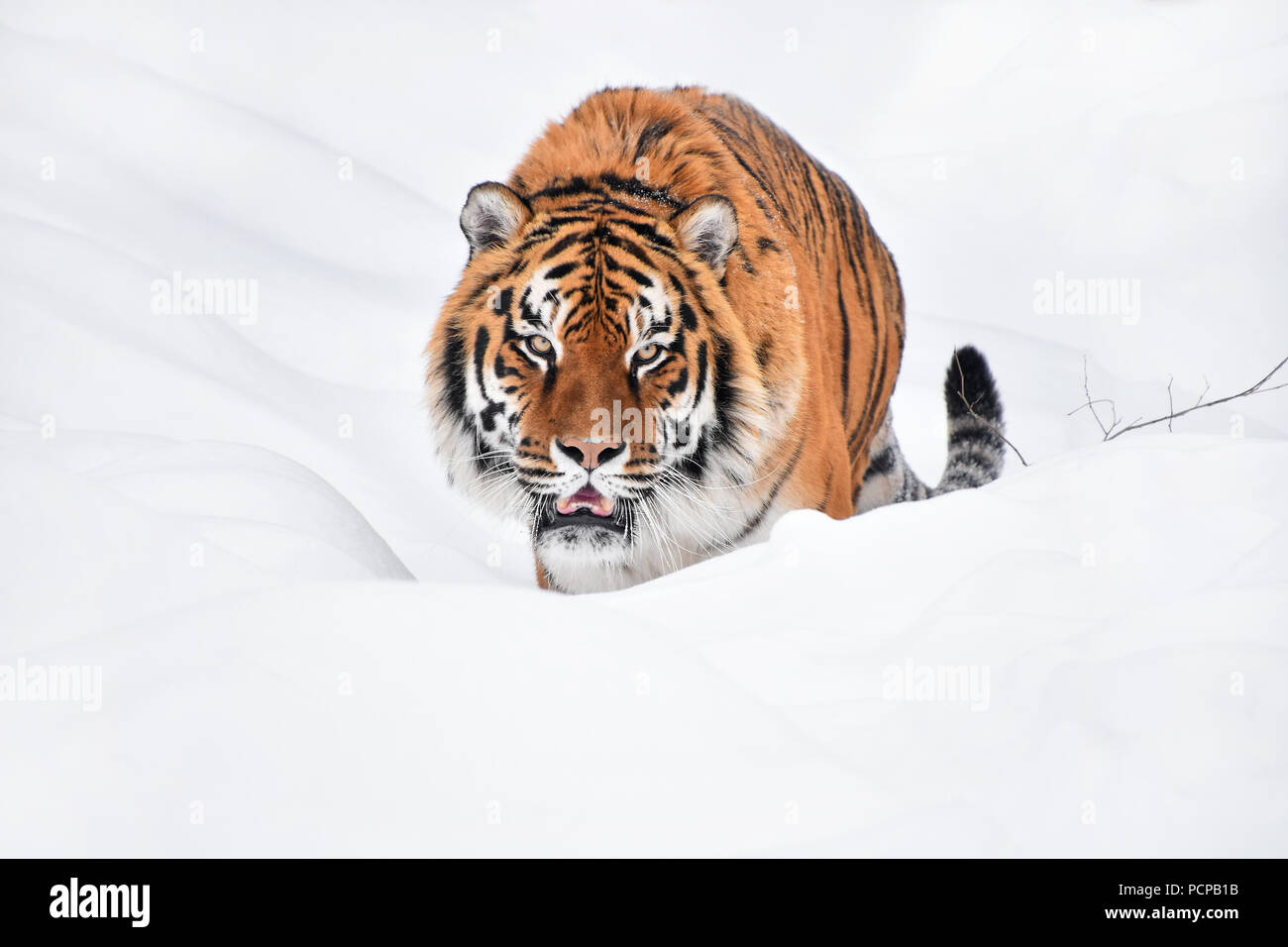 Low angle view siberian tiger hi-res stock photography and images - Alamy