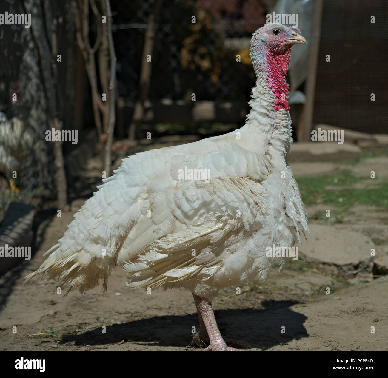 Side view from profile of white turkey Stock Photo - Alamy