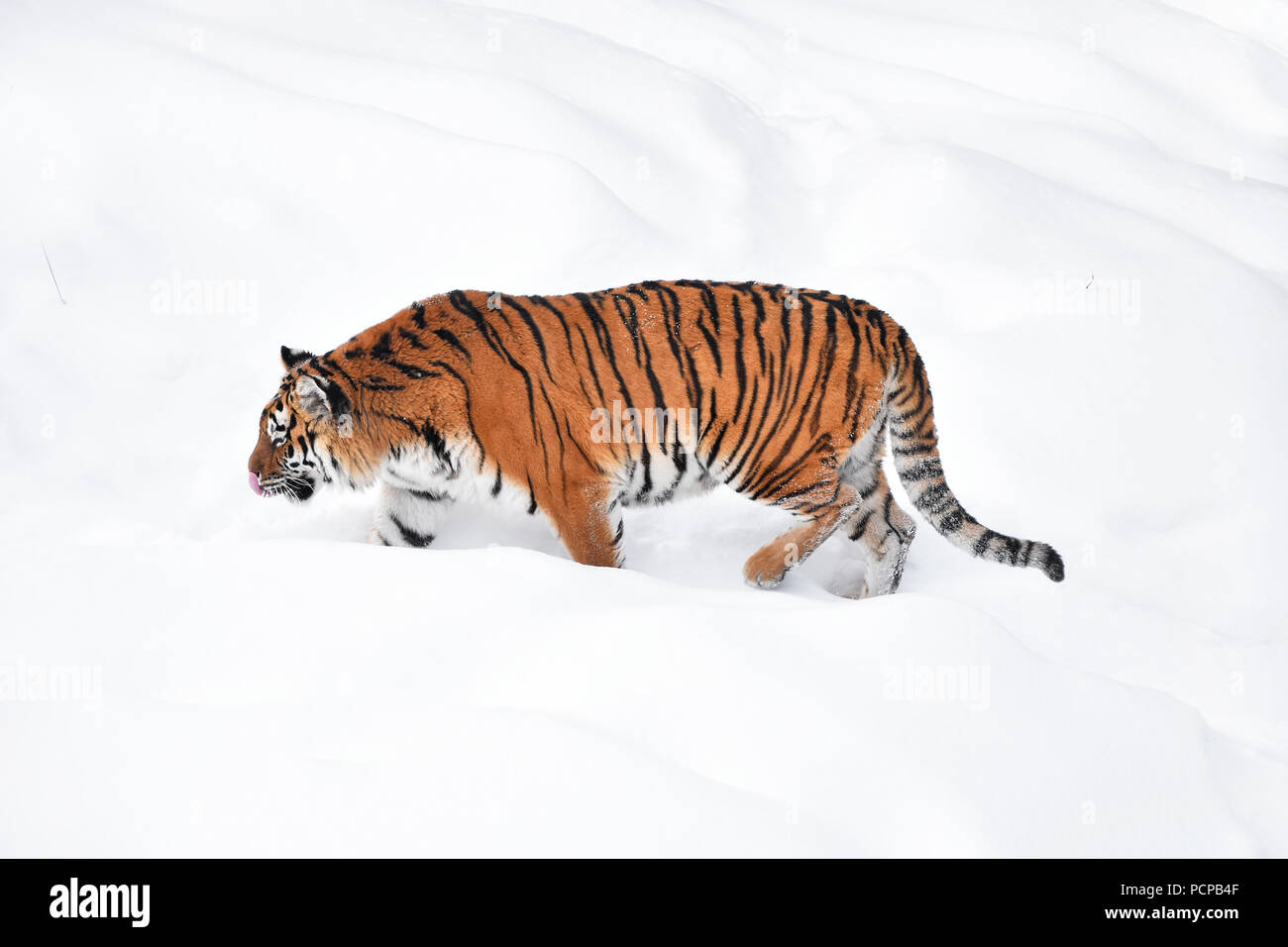 Tiger Walking Side View
