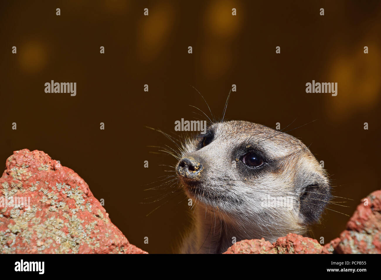 Close up side profile portrait of one alerted meerkat looking away over ...