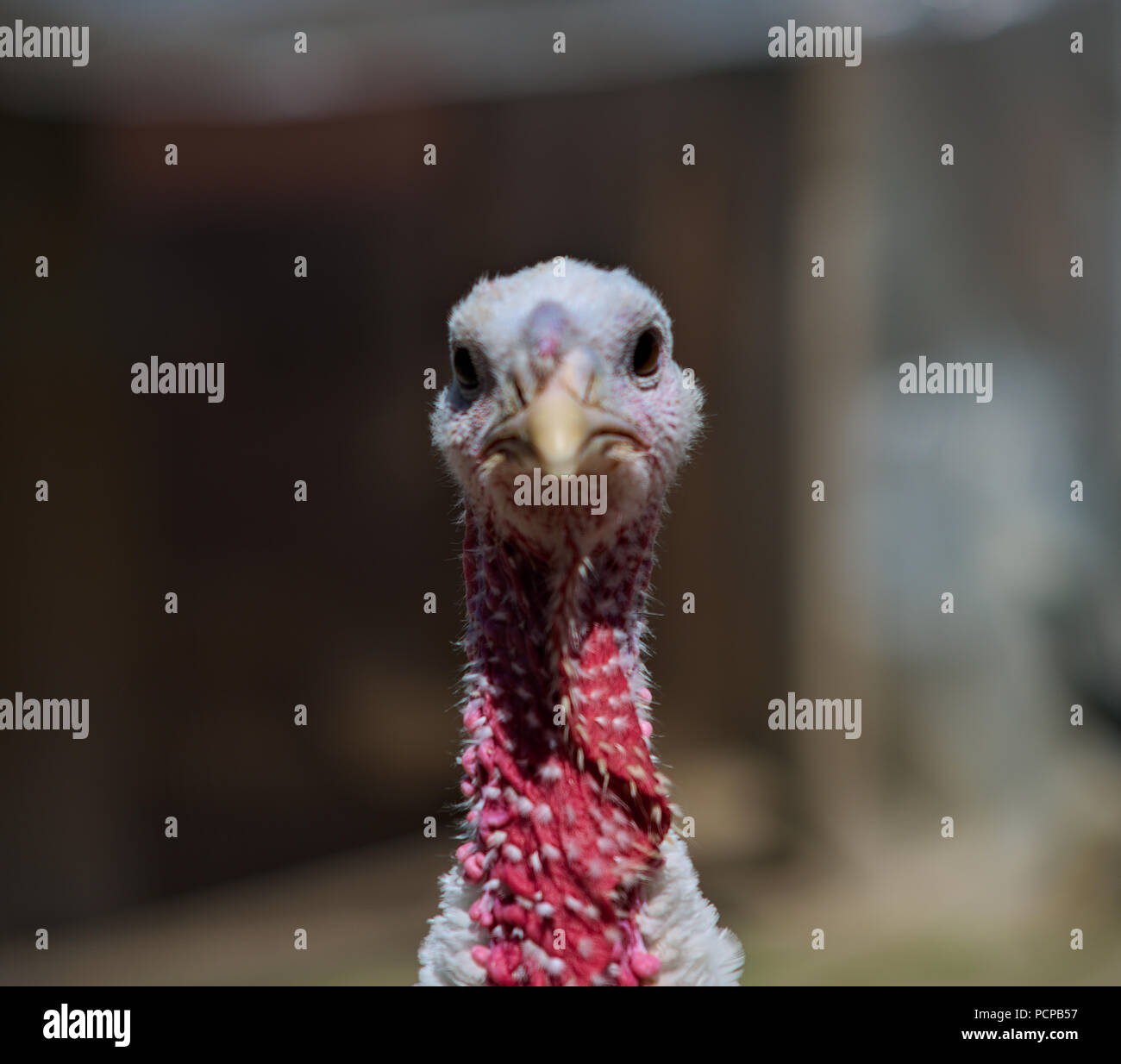 Front view of turkey head looking at camera Stock Photo - Alamy
