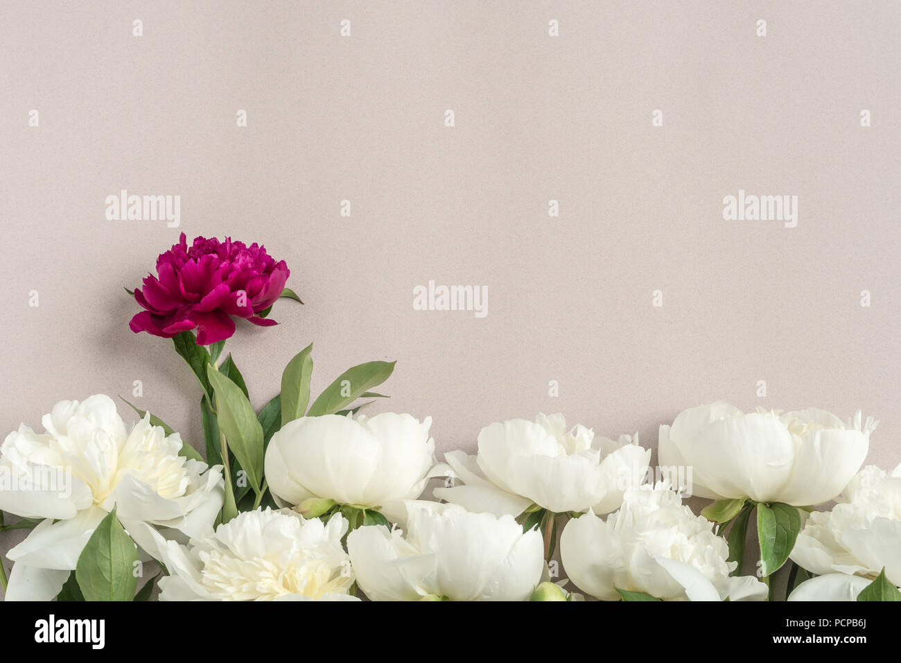 Peonies Frame High Resolution Stock Photography and Images - Alamy