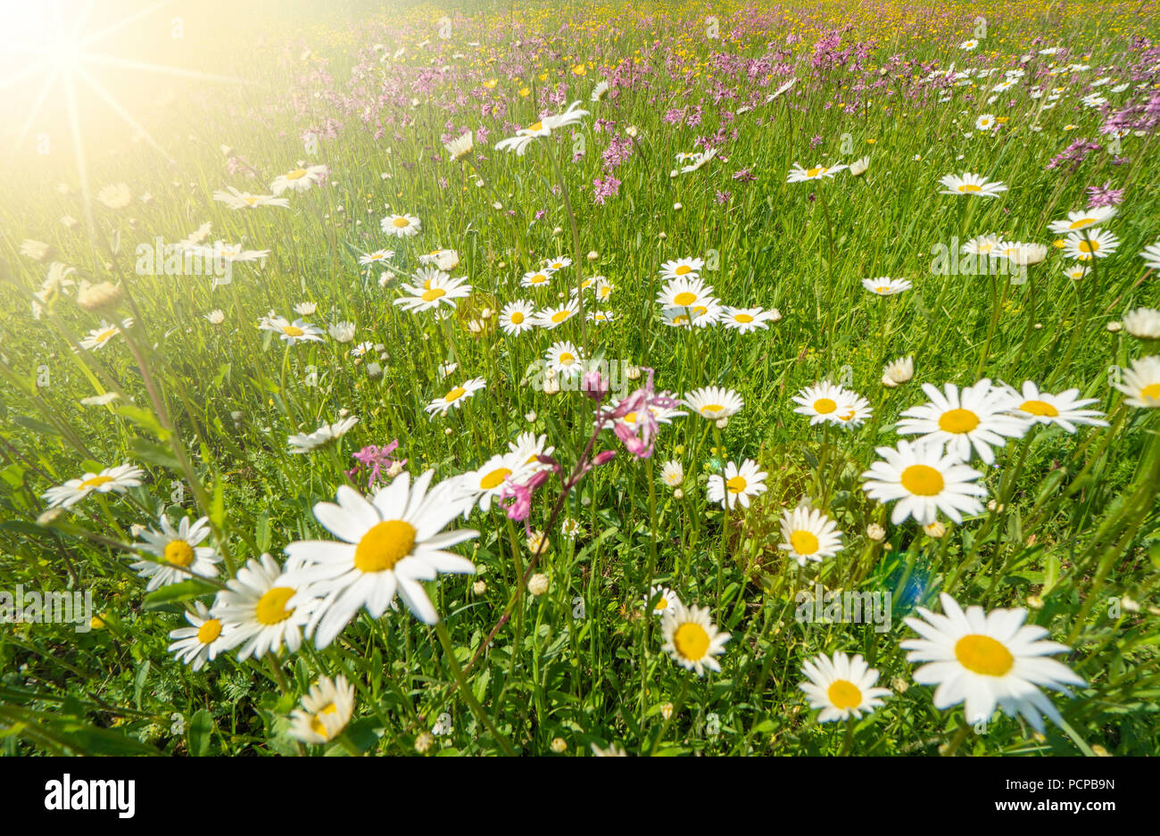 Meadow spring flowers hi-res stock photography and images - Alamy