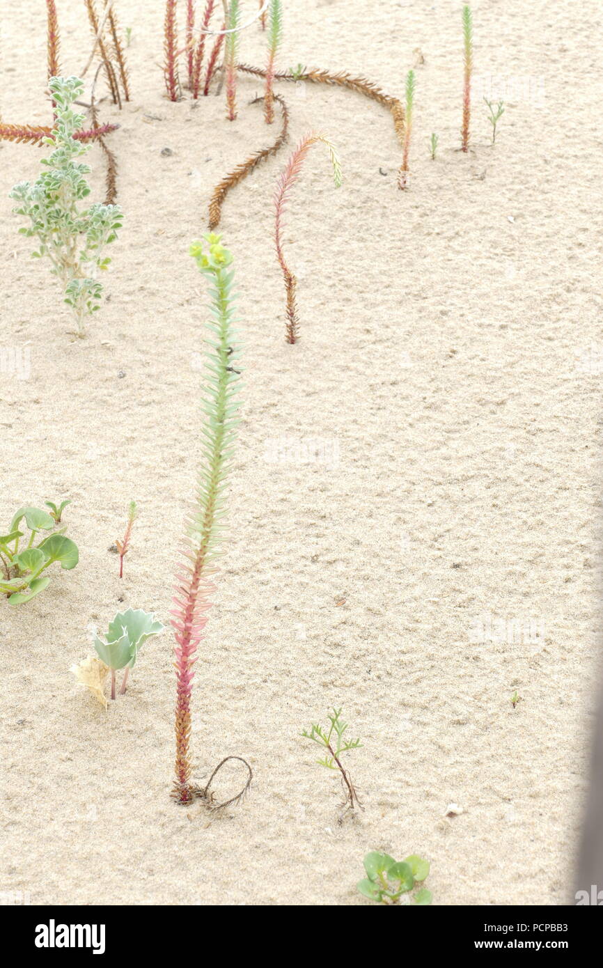 Seaside vegetation gradient colours Stock Photo - Alamy