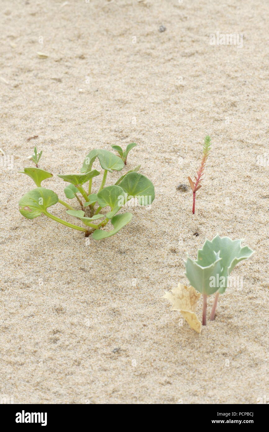 Seaside vegetation hi-res stock photography and images - Alamy