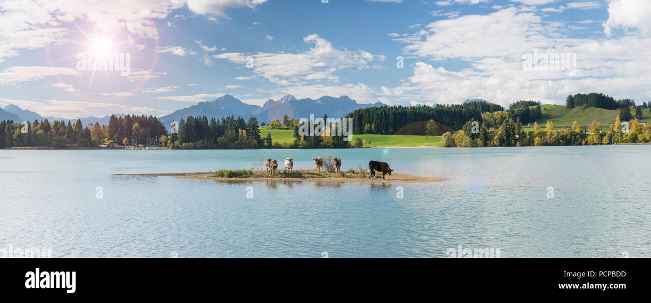 herd of cows on island in lake Forggensee at alps mountain range Stock ...
