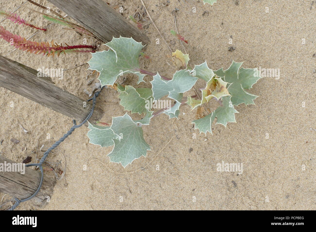 Thorny seaside vegetation Stock Photo - Alamy