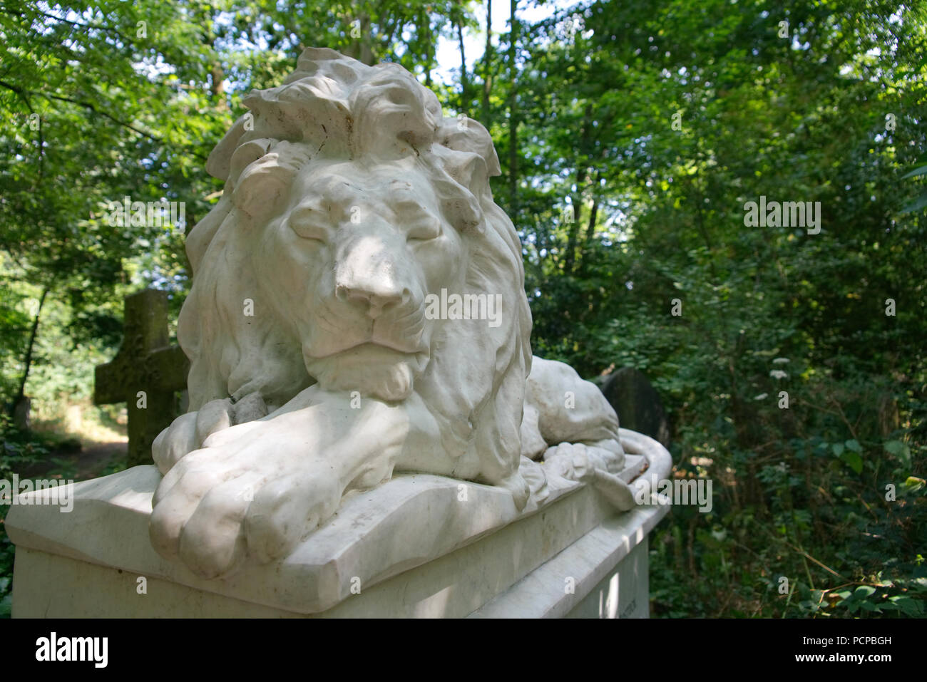 Lion landscape hi-res stock photography and images - Alamy