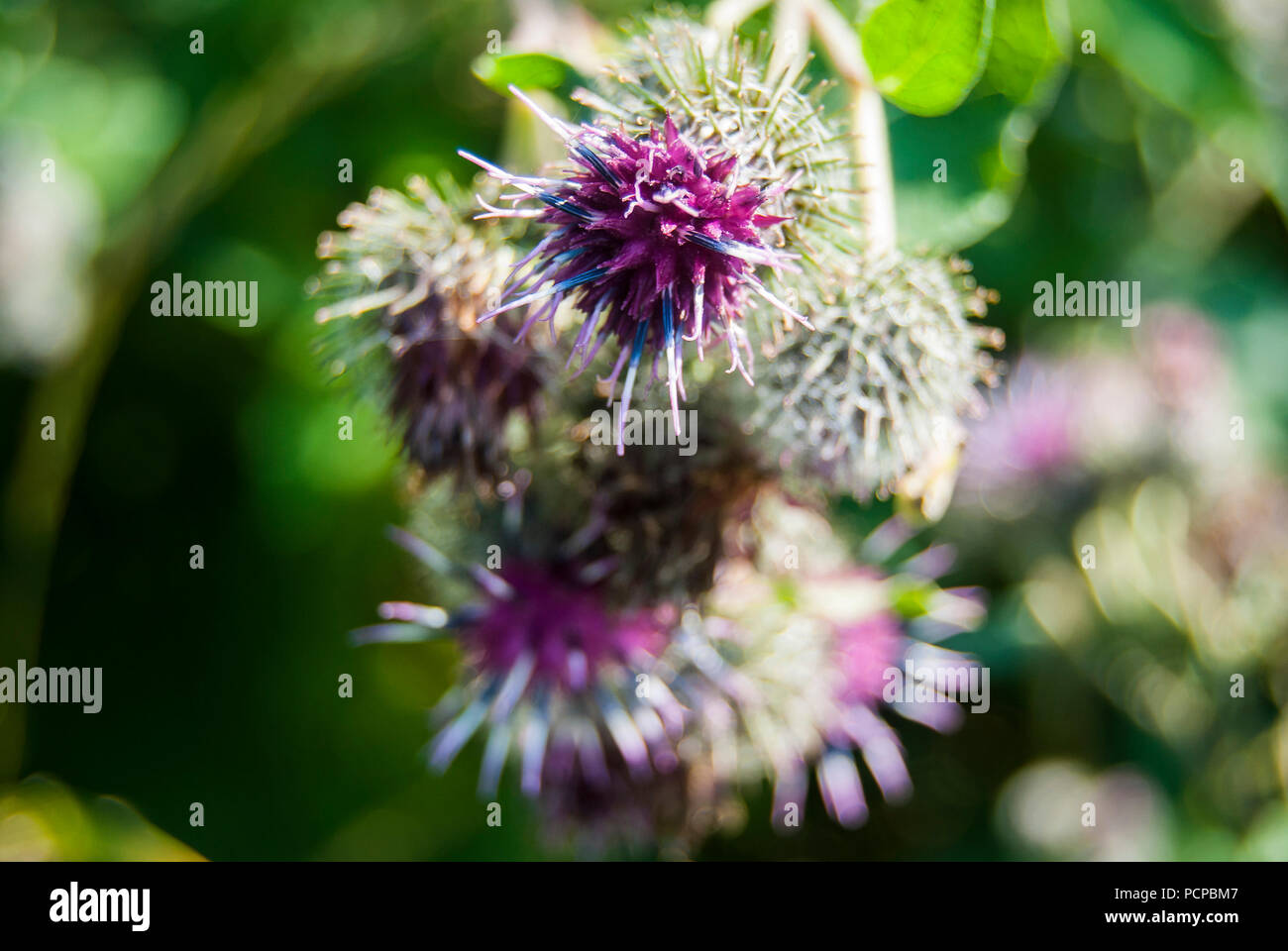 Burdock burrs hi-res stock photography and images - Alamy