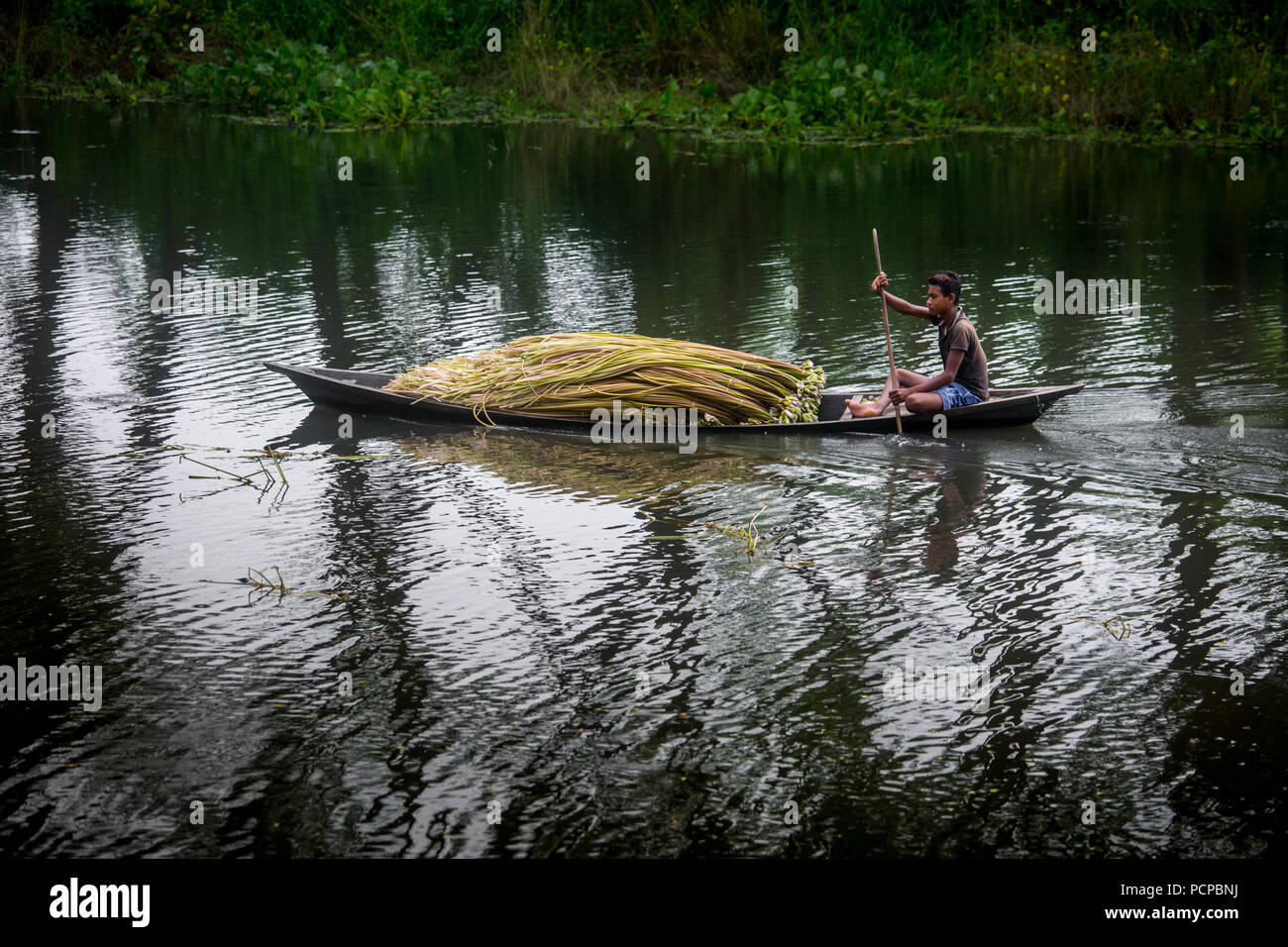 Sada Shapla (white waterlily) is the national flower of Bangladesh ...