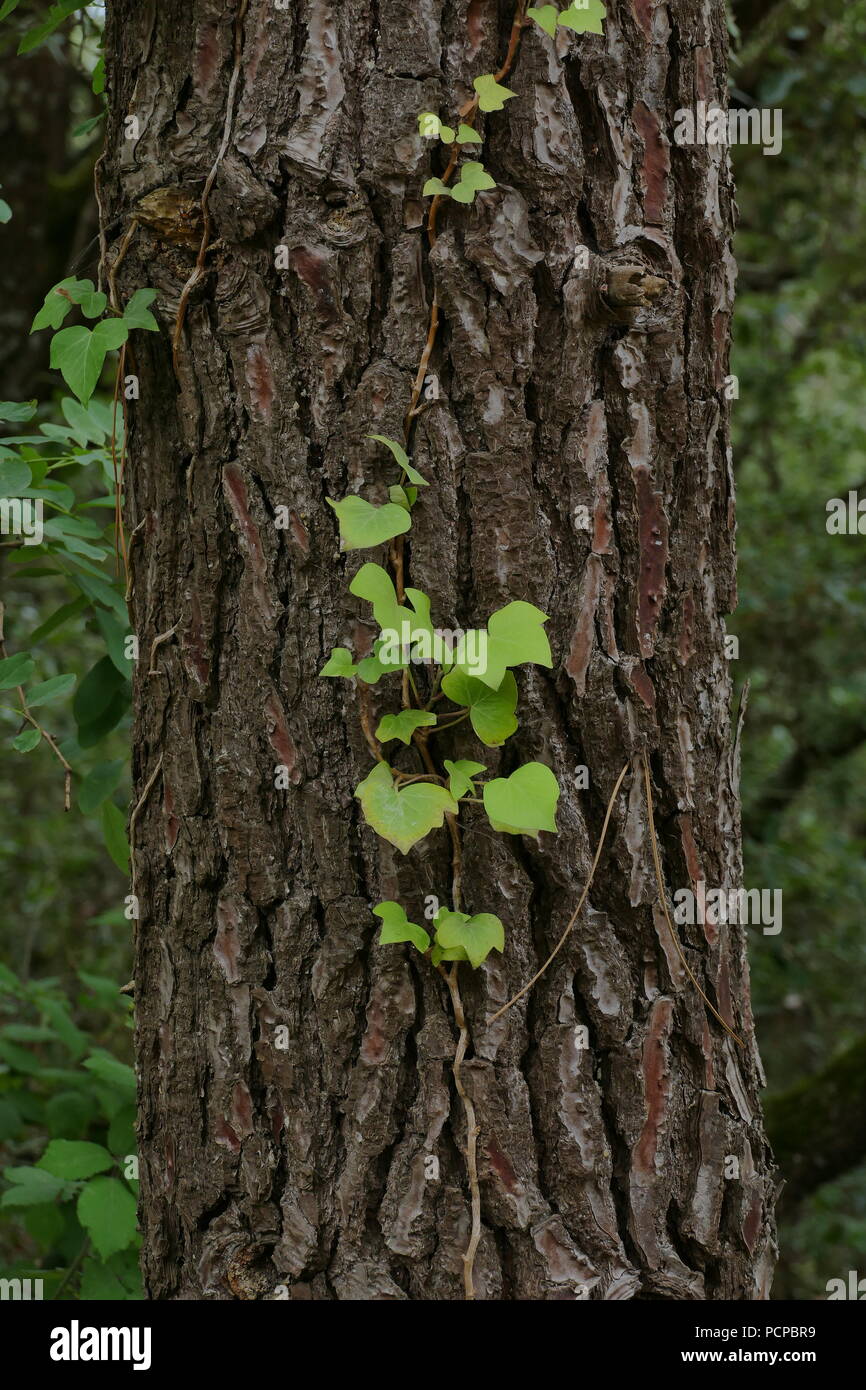 Ivy climbing tree hi-res stock photography and images - Alamy