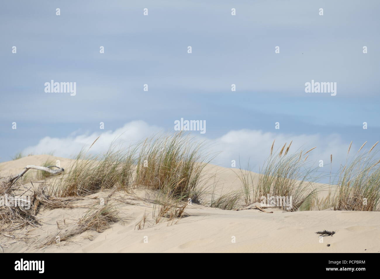 Shoreline vegetation hi-res stock photography and images - Alamy