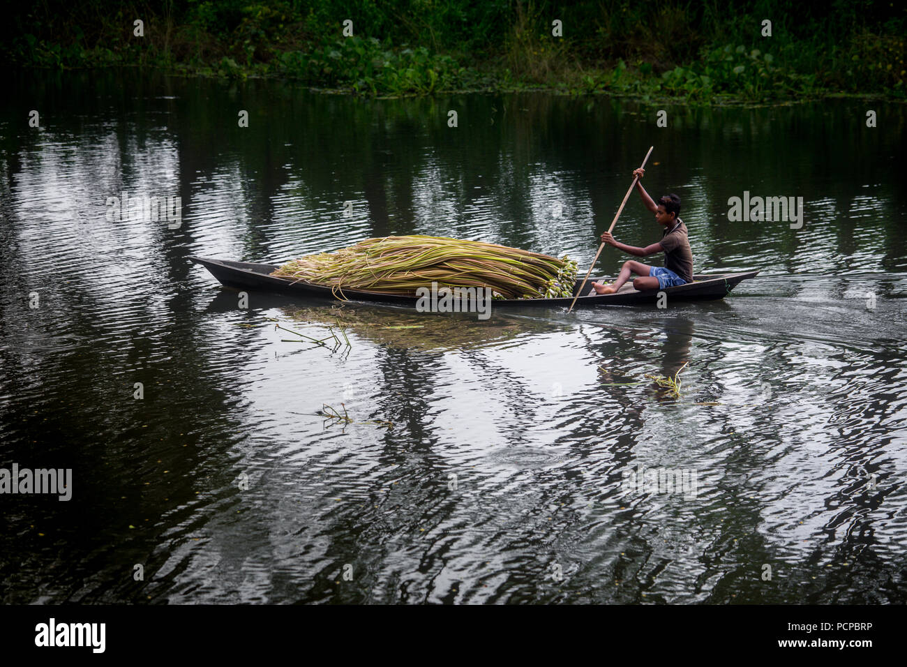 Sada Shapla (white waterlily) is the national flower of Bangladesh ...