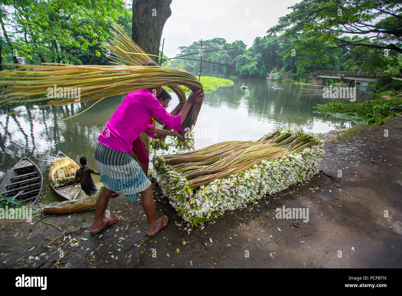 Sada Shapla (white waterlily) is the national flower of Bangladesh ...