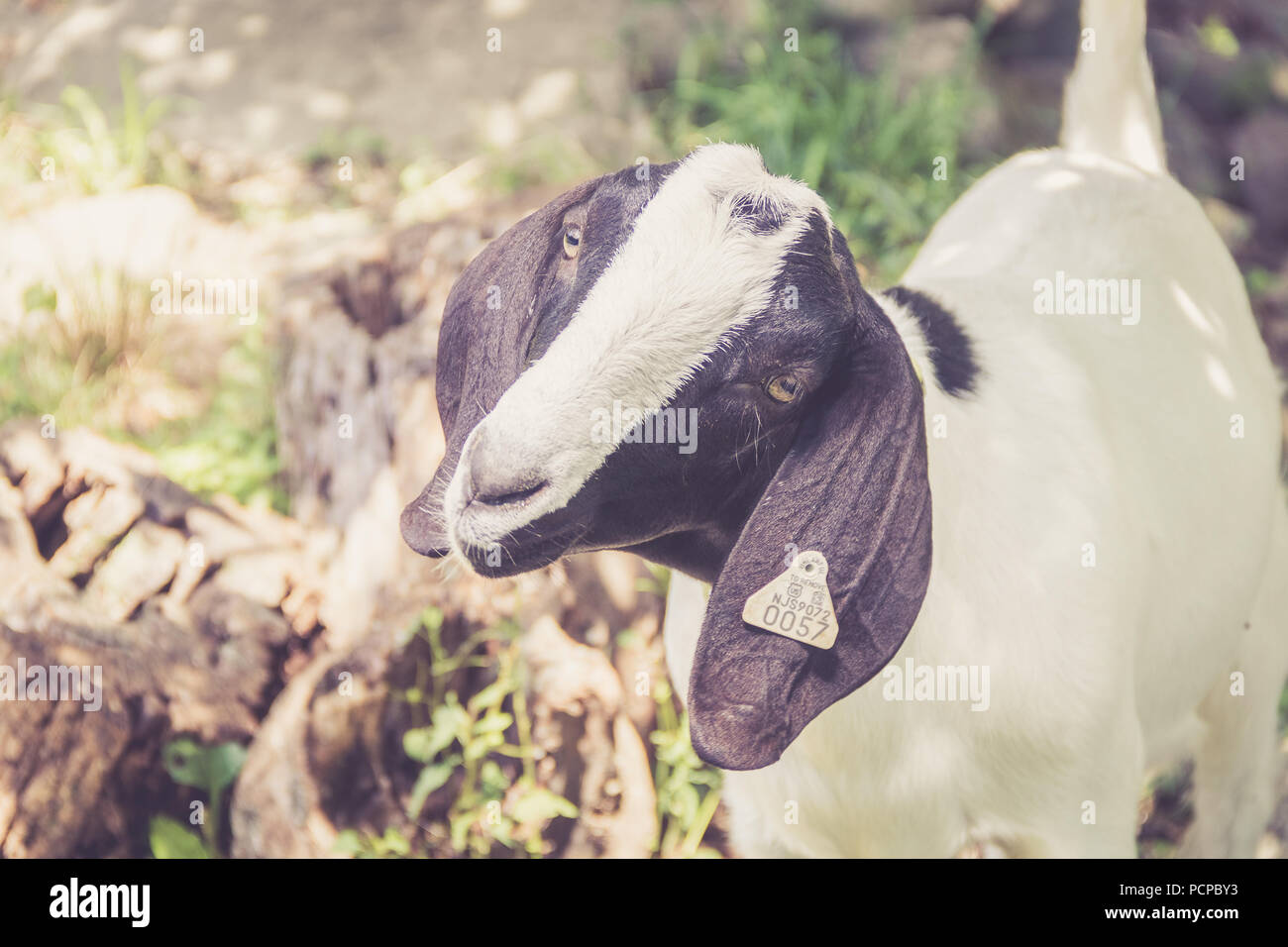 Spotted Boer Goat kids with lop ears in retro setting frolick in the ...