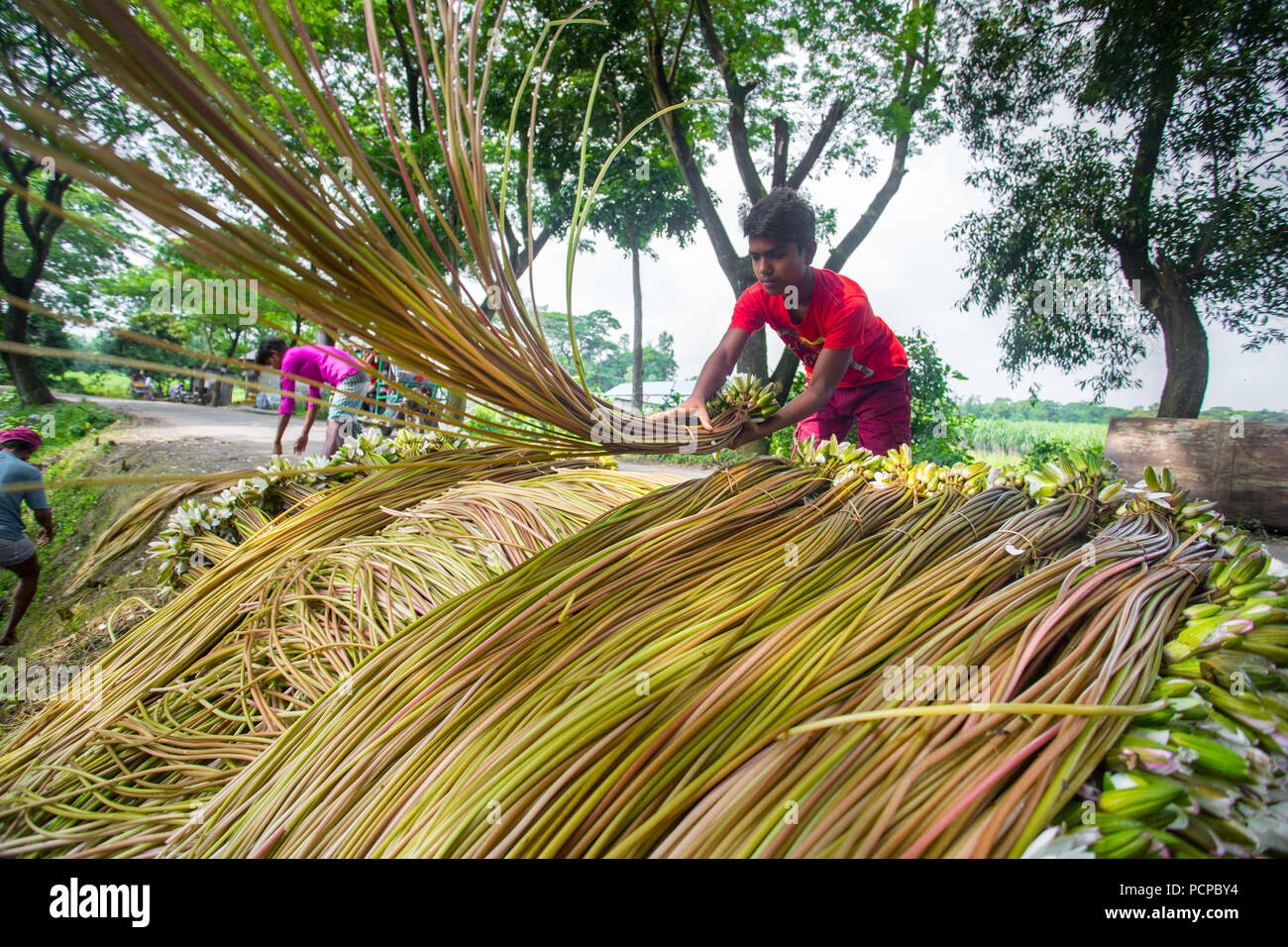 Sada Shapla (white waterlily) is the national flower of Bangladesh ...