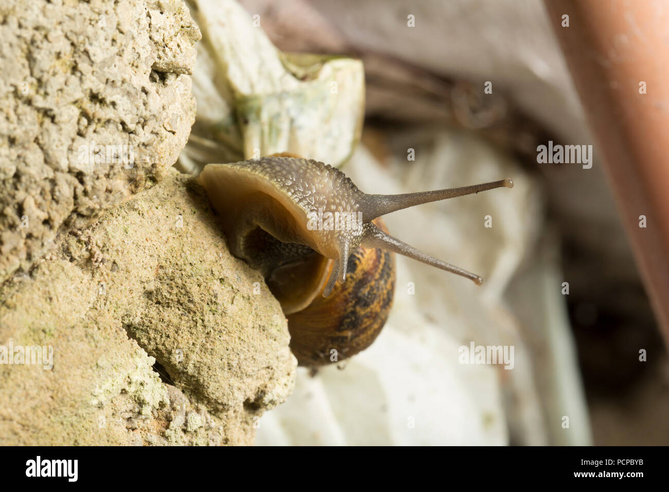 A garden snail, Helix aspersa/Cornu aspersum, crawling around an old ...