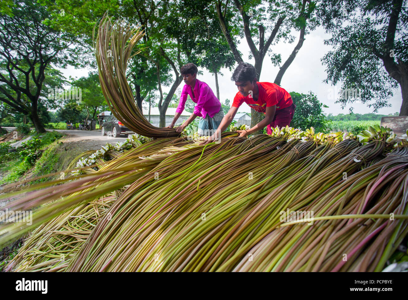 Sada Shapla (white waterlily) is the national flower of Bangladesh ...