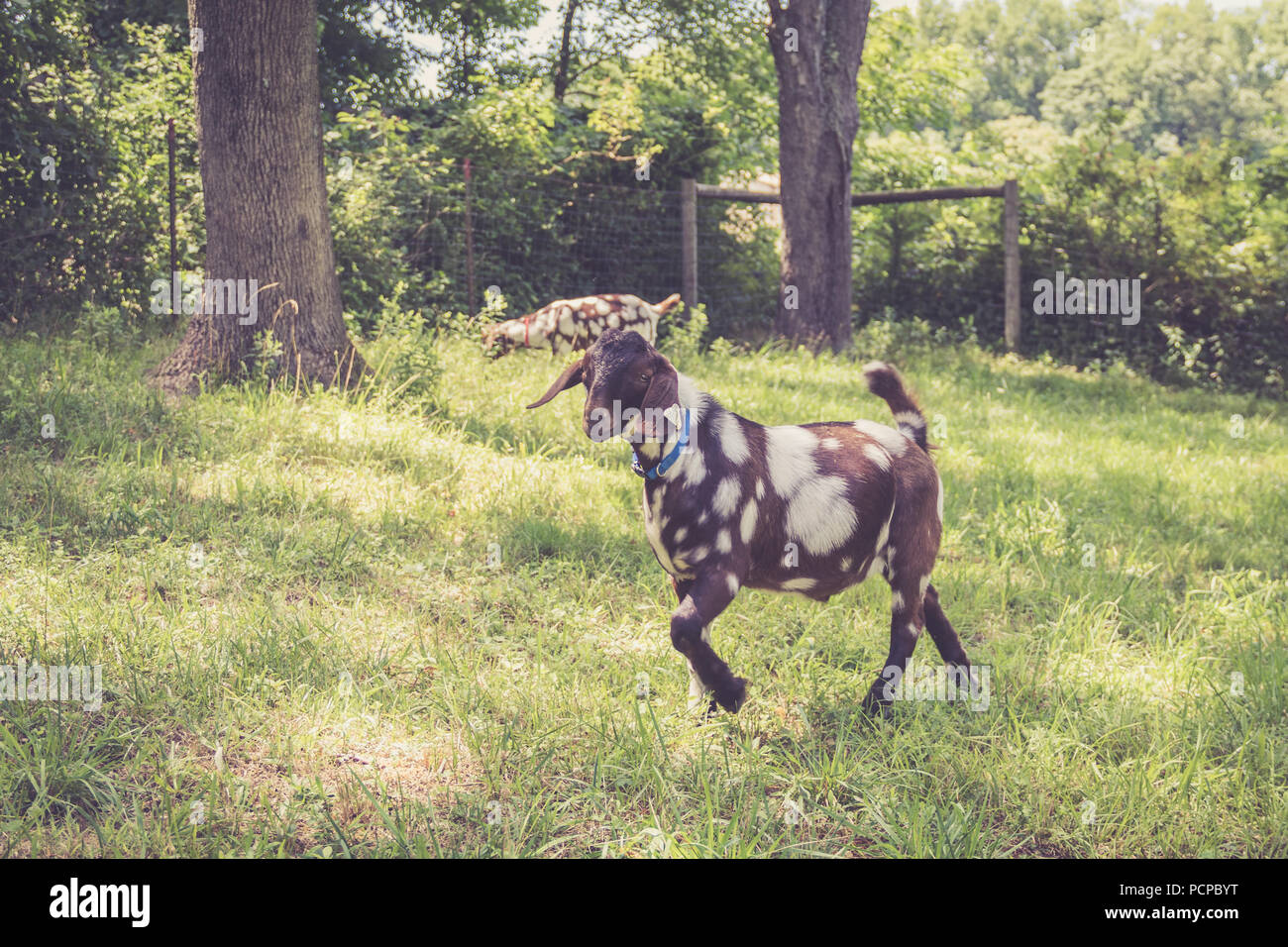 Spotted Boer Goat kids with lop ears in retro setting frolick in the ...