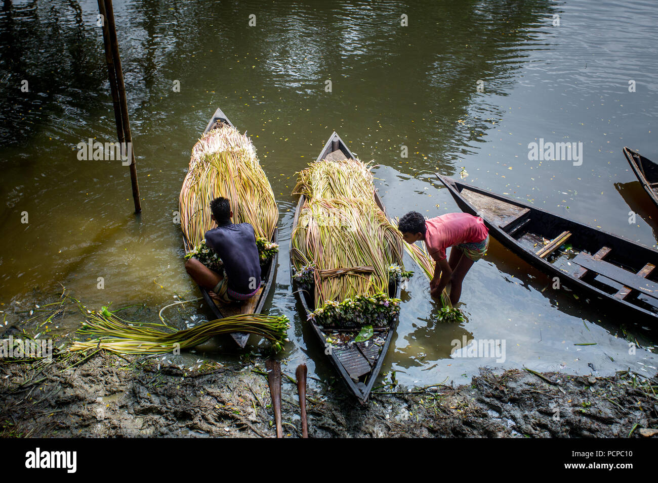Sada Shapla (white waterlily) is the national flower of Bangladesh ...