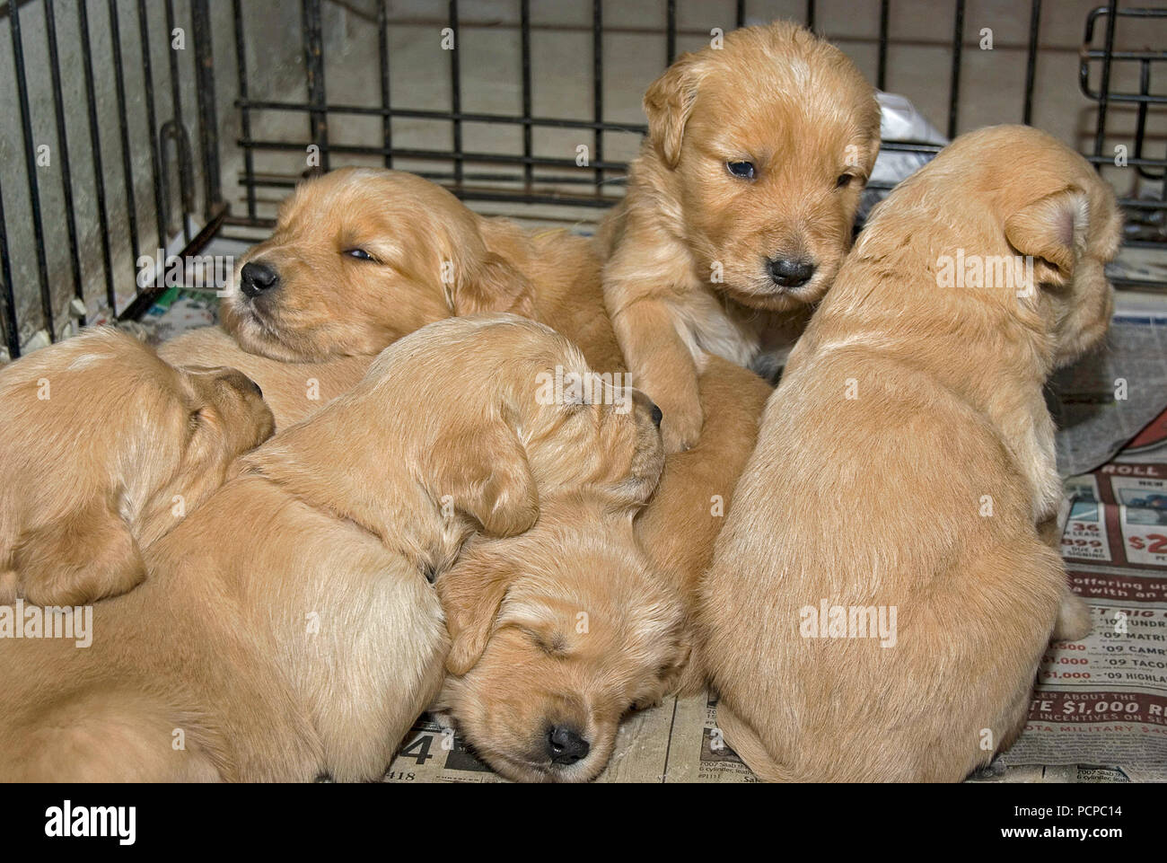 litter of golden retriever puppies in cage on newspaper Stock Photo - Alamy