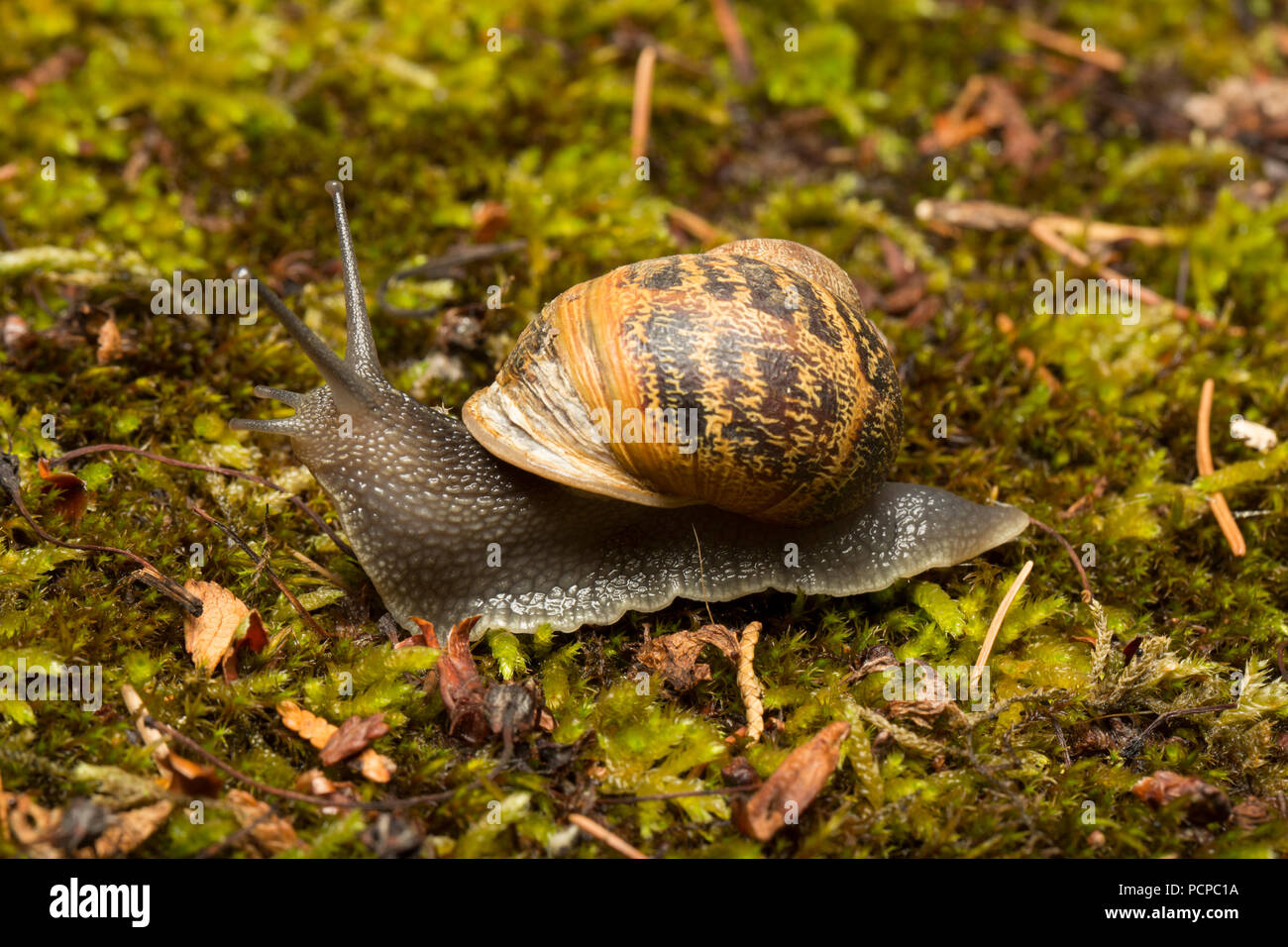 A garden snail, Helix aspersa/Cornu aspersum crawling on a rockery in a ...