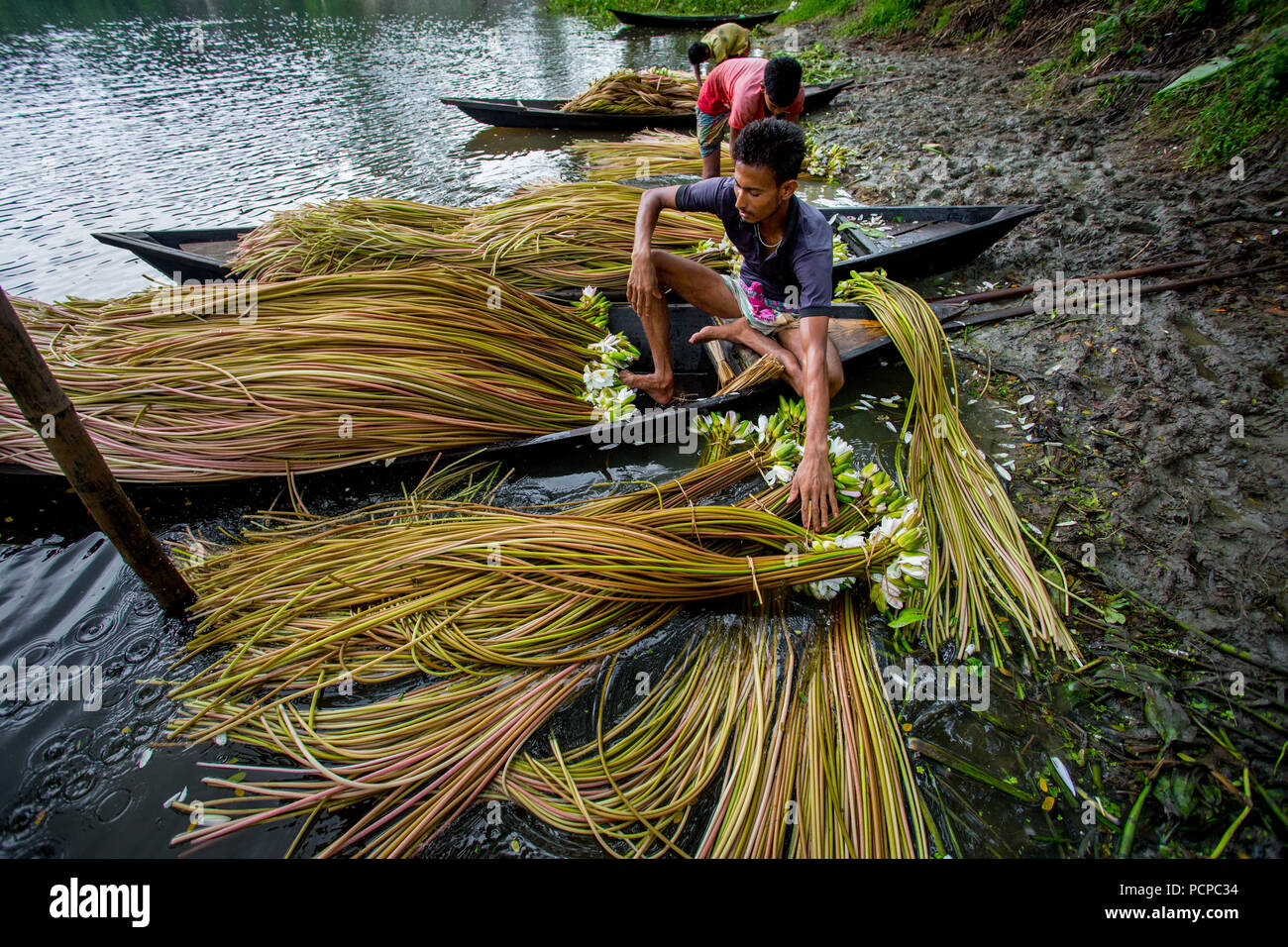 Sada Shapla (white waterlily) is the national flower of Bangladesh ...