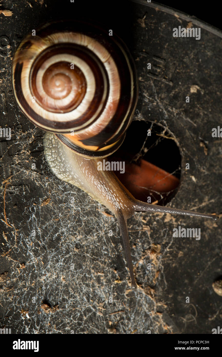 Plastic snail hi-res stock photography and images - Alamy