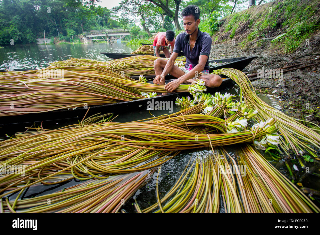 Sada Shapla (white waterlily) is the national flower of Bangladesh ...