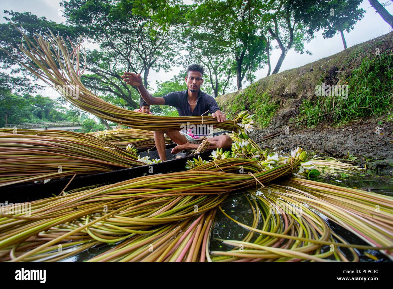 Shapla ful hi-res stock photography and images - Alamy
