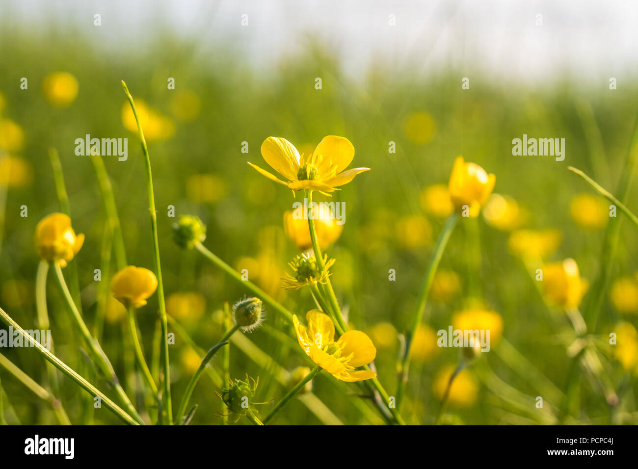 Yellow Buttercup flowers in the field. Ranunculus repens Stock Photo ...
